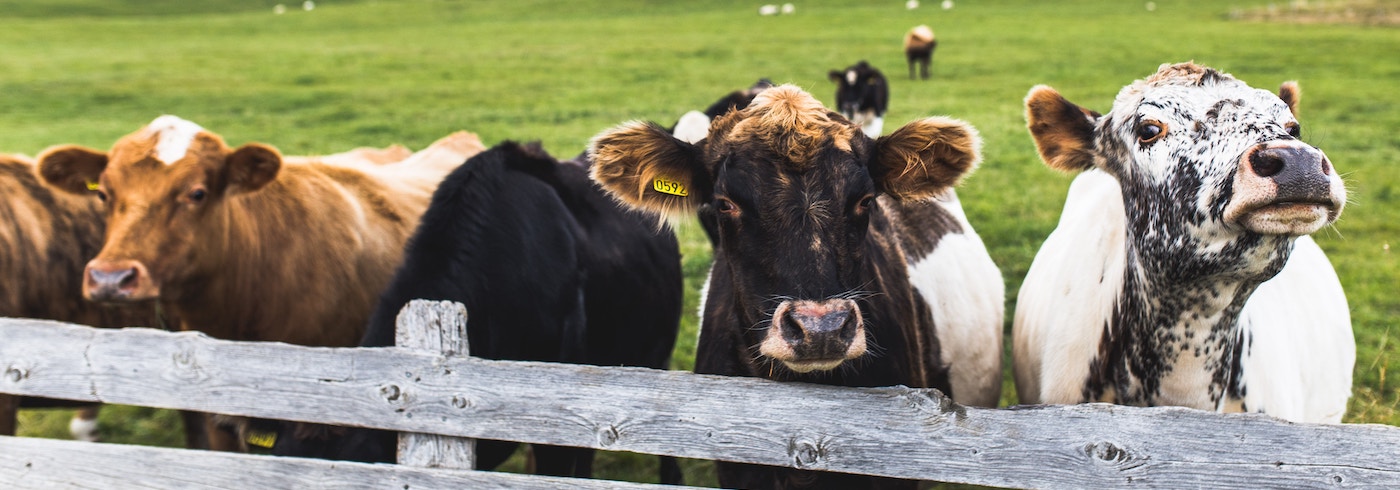 Influence Magazine | Sacred Cows in Worship